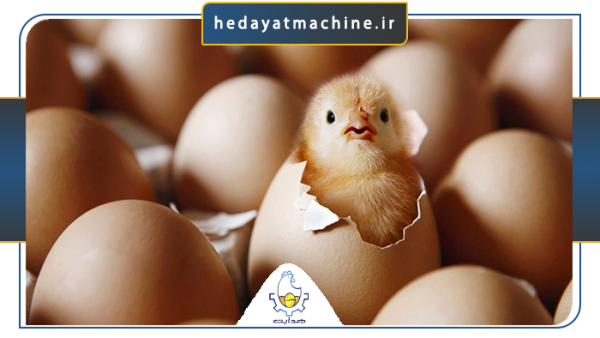 تفاوت جوجه کشی طبیعی با جوجه کشی مصنوعی - گروه صنعت طیور هدایت